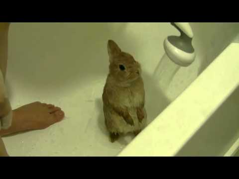 Bunny shower - YouTube