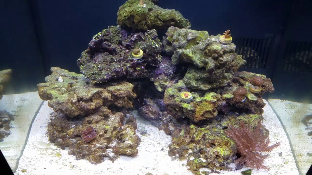 BioCube 32 gallon LED Coralife week 6 - YouTube