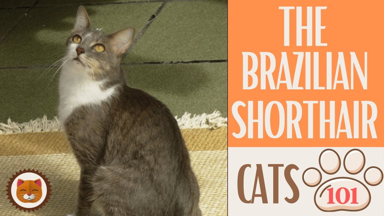🐱 Cats 101 🐱 BRAZILIAN SHORTHAIR CAT - Top Cat Facts about the ...