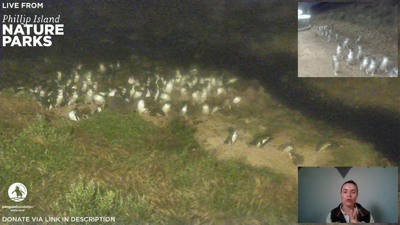 Live Penguin TV - Friday 30th October - YouTube