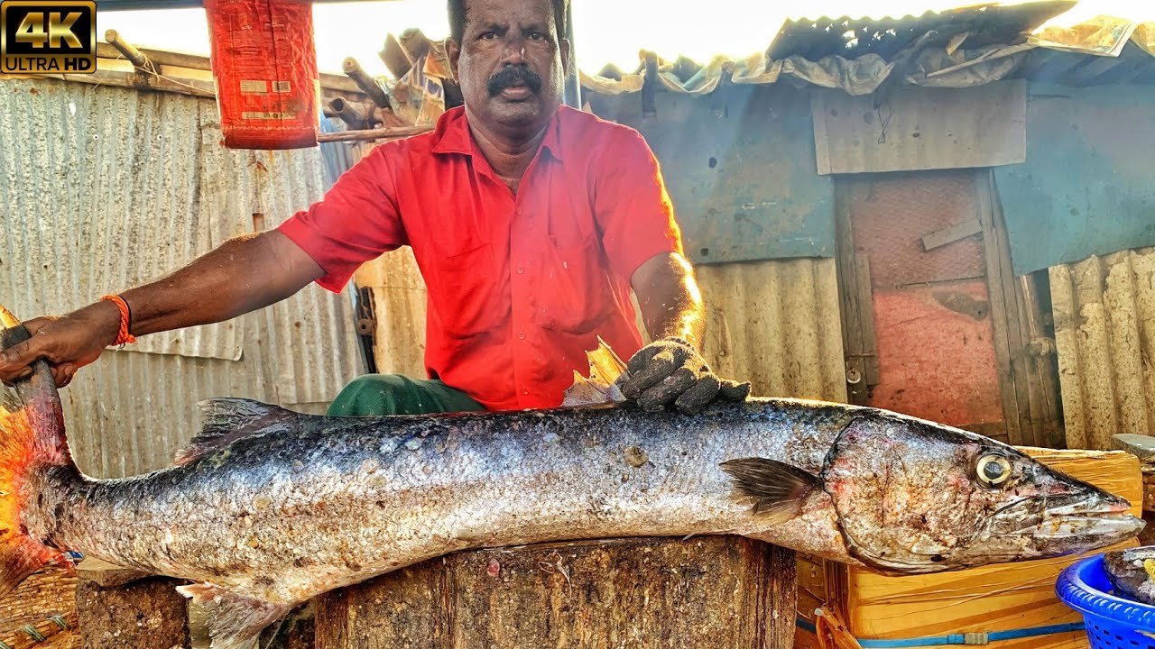 KASIMEDU 🔥 MR.VADIVEL | BIG SIZE BARRACUDA SHEELA FISH CUTTING VIDEO ...