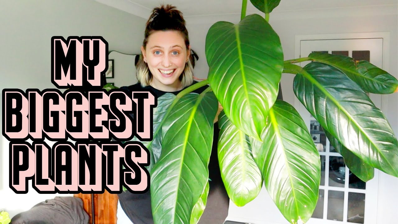 the LARGEST plants in my collection 😮🪴 Plantmas Day 3 - YouTube