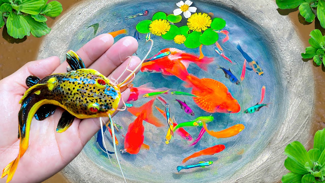 Unbelievable Catching Of Fancy Ornamental Catfish, PingPong Pearlscale ...