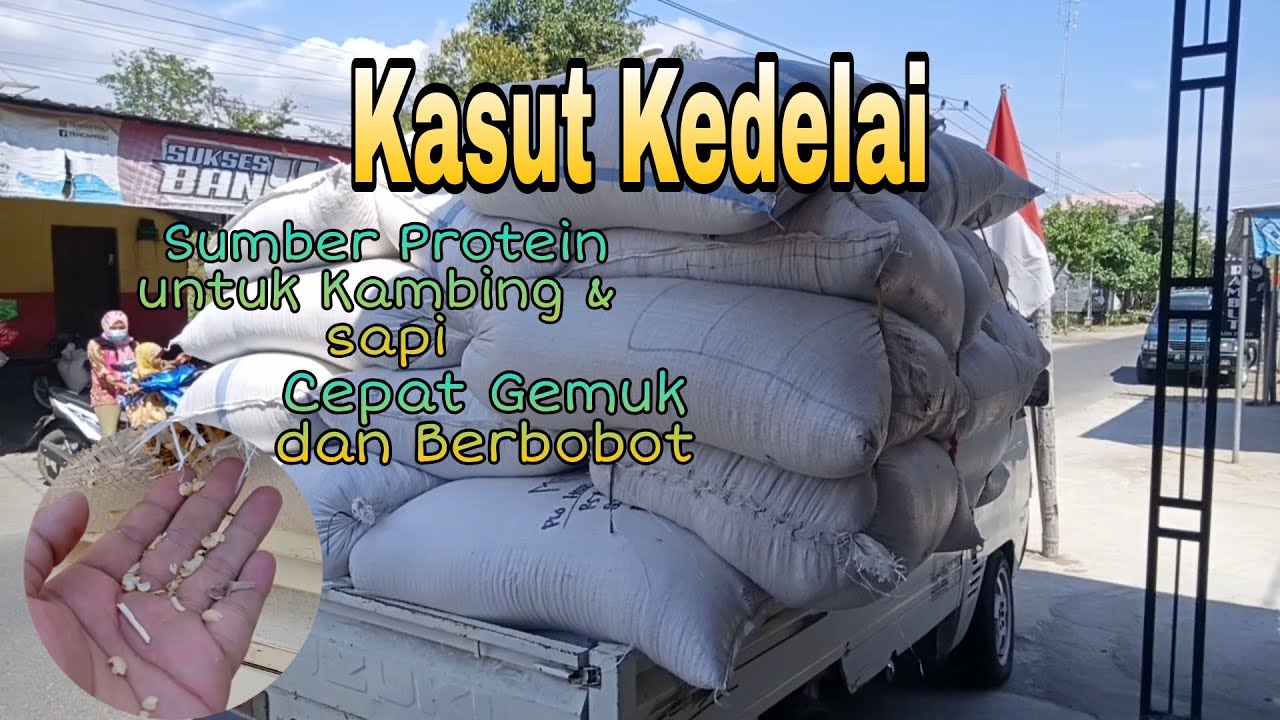 Kleci (Kasut Kedelai) Pakan Alternatif tinggi protein Untuk kambing ...