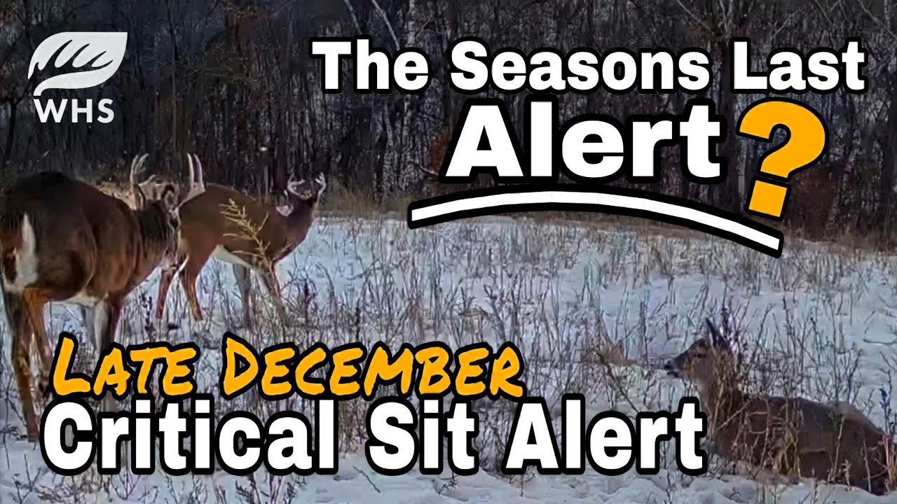 Late December Sit Alert - YouTube