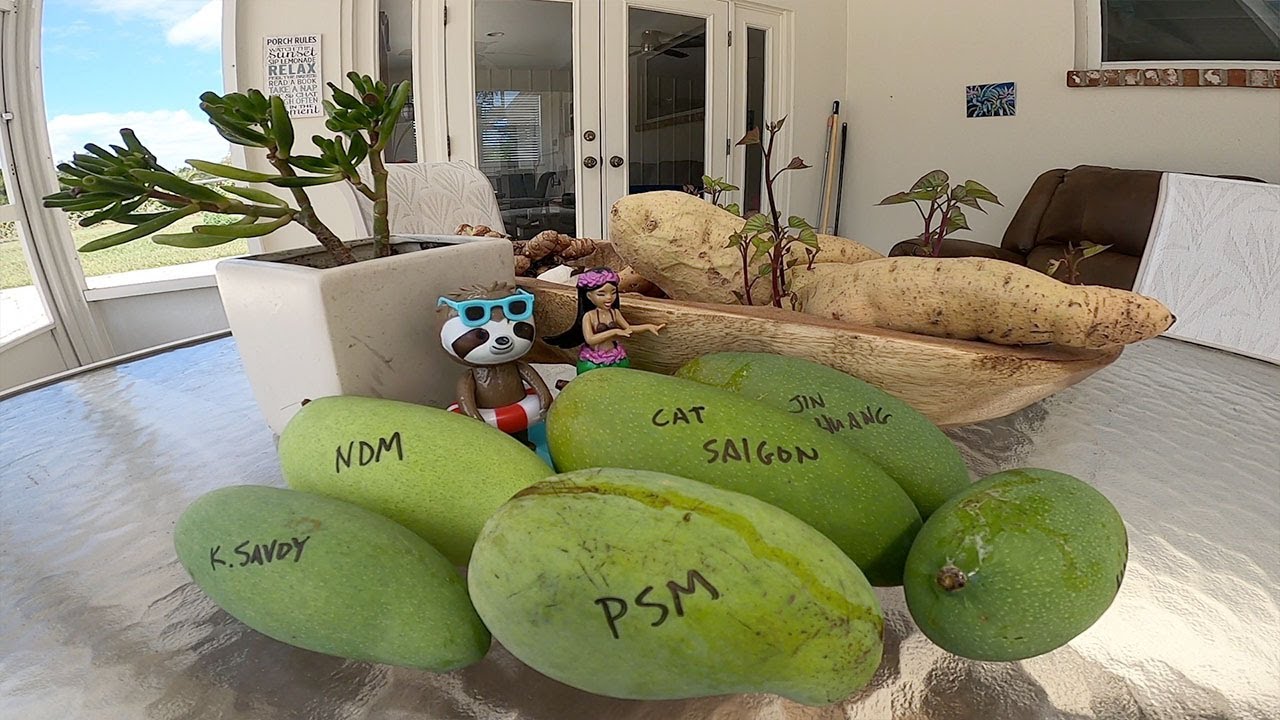 FLORIDA Green Mangos: Taste Test & Comparison (POV) - YouTube