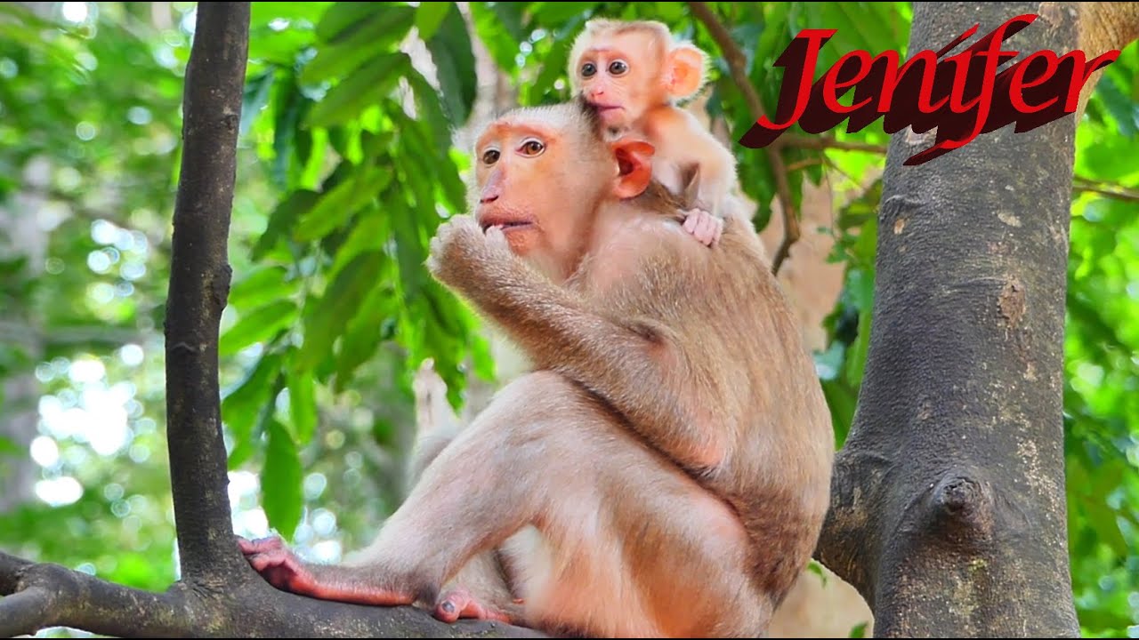 Jenifer baby monkey almost fall down from the tree coz his mother train ...