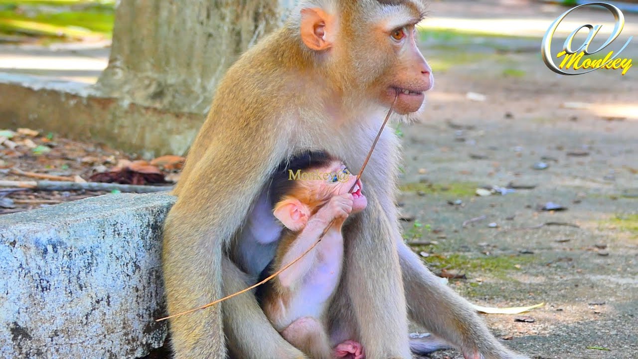 The same style with SARIKA monkey and her baby SABA are bitting. - YouTube