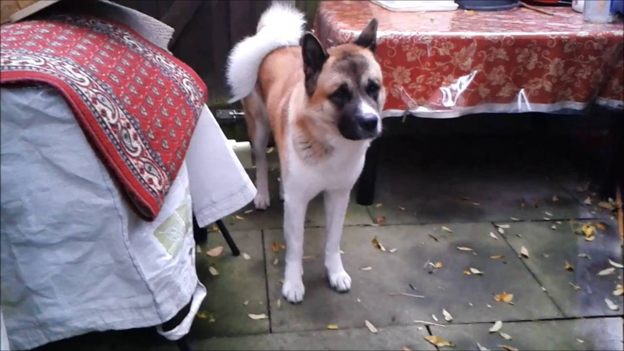 Angry Akita barking at Rottweilers - YouTube