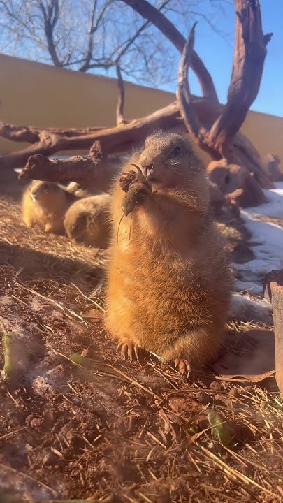Prairie Dog Close-up - YouTube