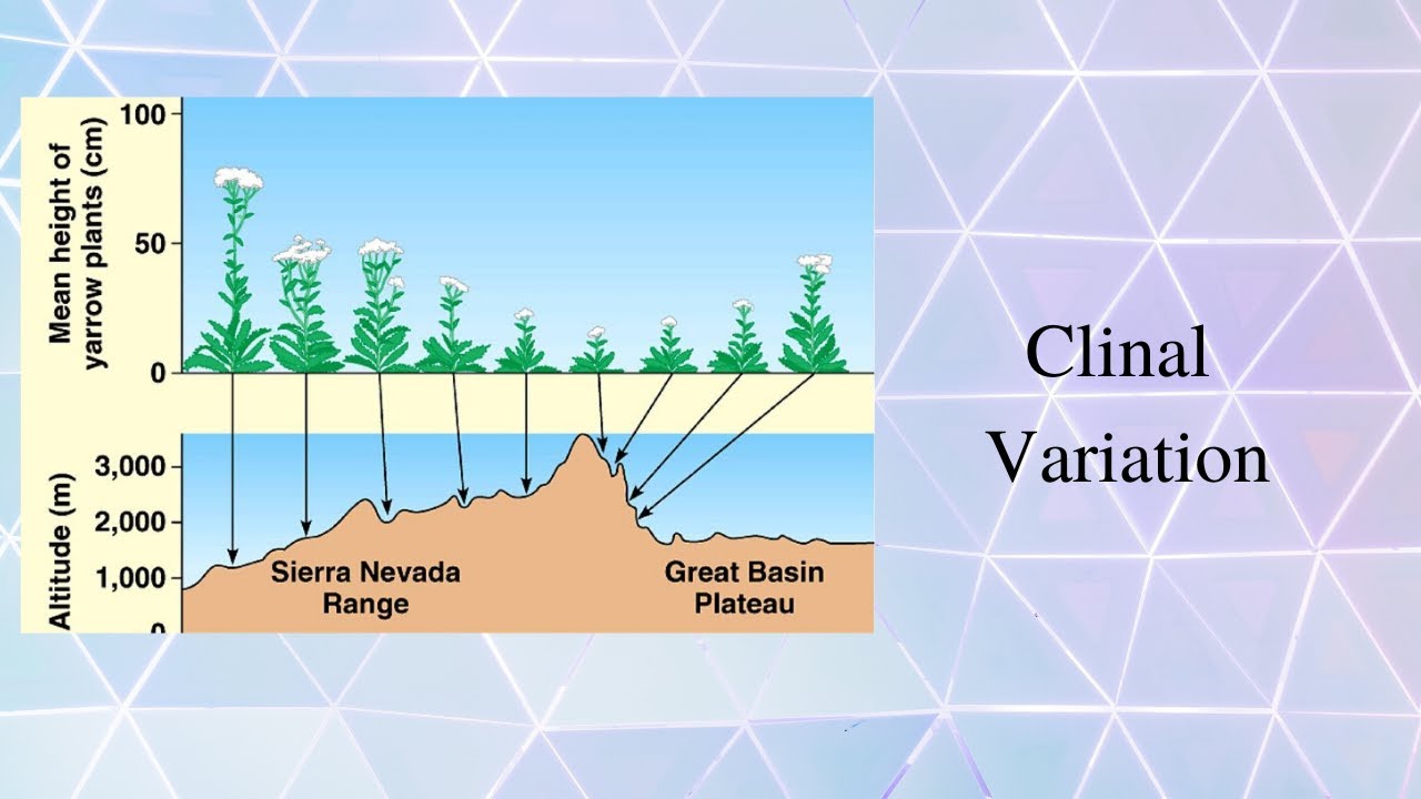 Variation Biology Definition