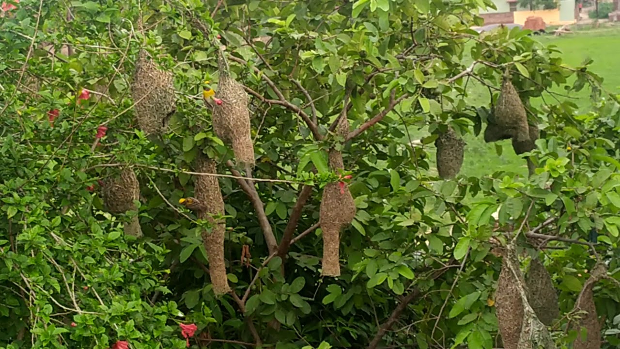 Panchi Bird(BAYA WEAR BIRD) WITH NEST AND BABIES - YouTube