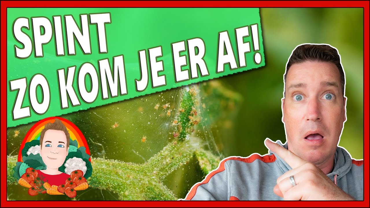 SPINT BESTRIJDEN 100% SUCCES | Moestuin vlog 158 | spint behandelen ...