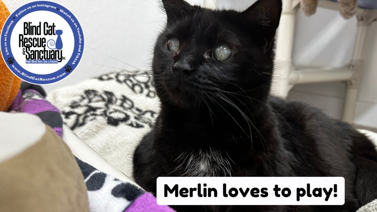 Merlin Loves To Play - YouTube