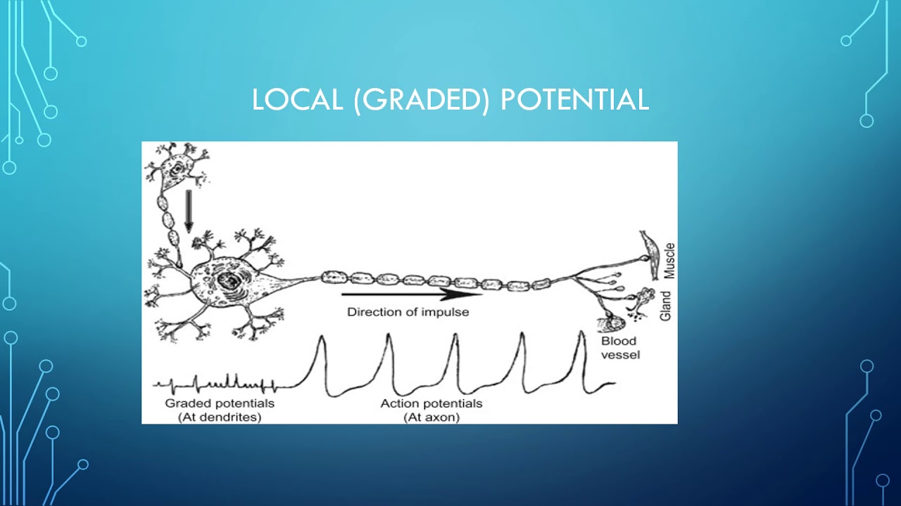 local resting action potentials - YouTube