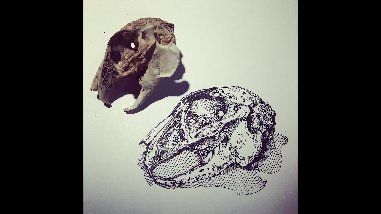 Draw a Rabbit Skull - in pen. - YouTube