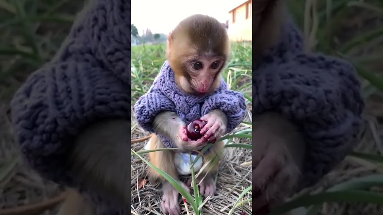 Gourmet baby monkey loves eating fruits OVERLOAD OF CUTENESS ️😍 ️😍 ️😍 ...
