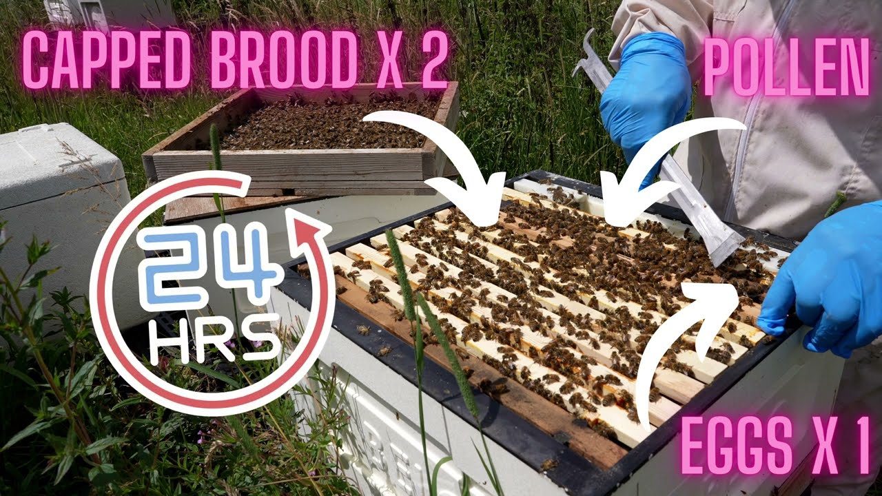 A Simple Method To Rear Your Own Queen Bees - YouTube