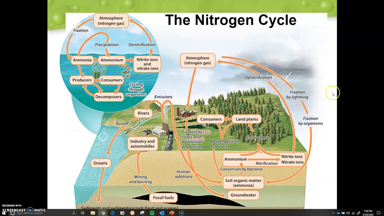 Biogeochemical Cycles Lecture - YouTube