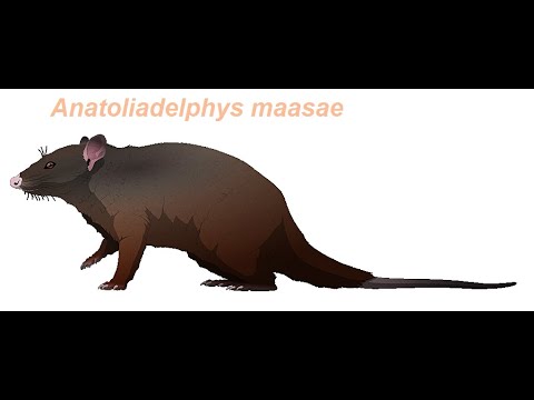 Crítica a Anatoliadelphys - YouTube