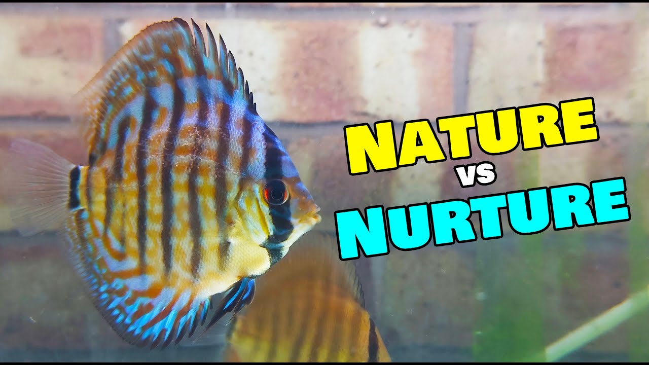 Discus - Nature vs Nurture? - YouTube