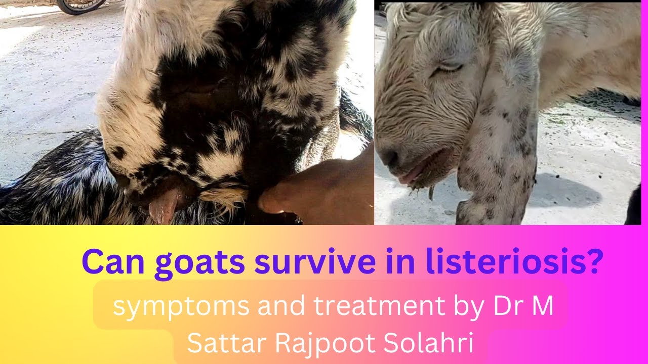 survival of Goats in Listeriosis by Dr MSA Rajpoot Solahri | - YouTube