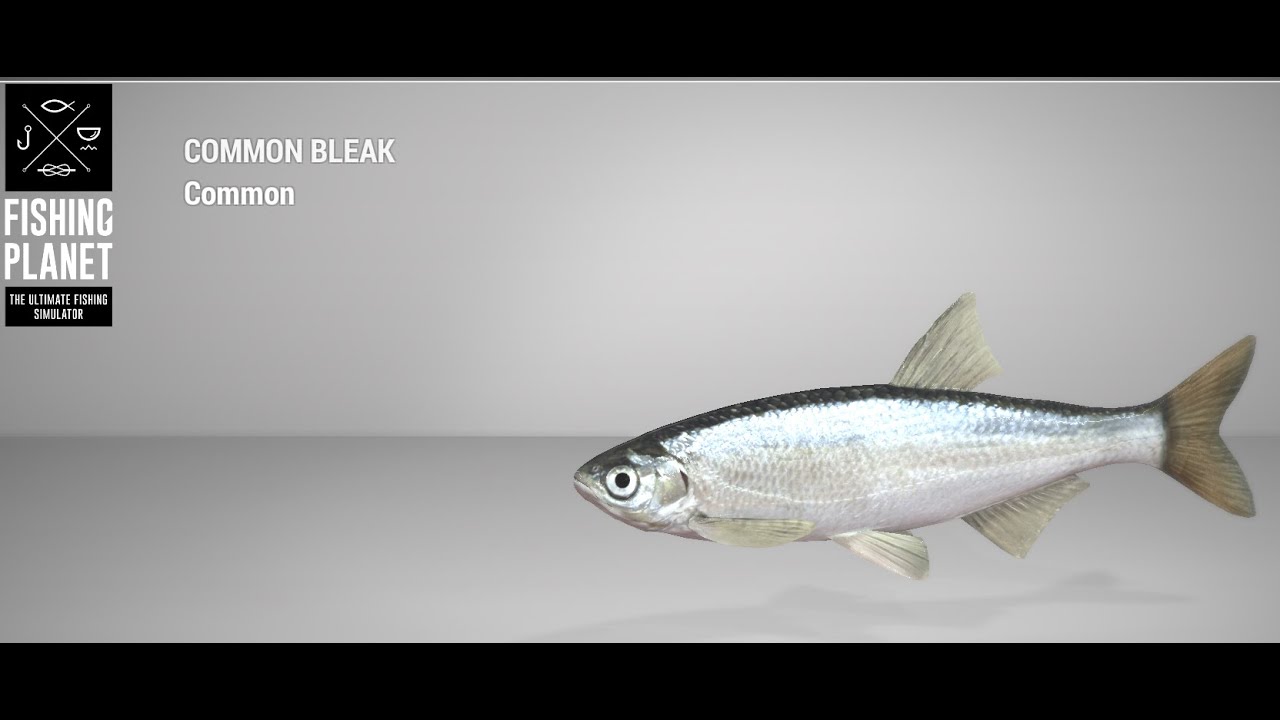Bleak Fish