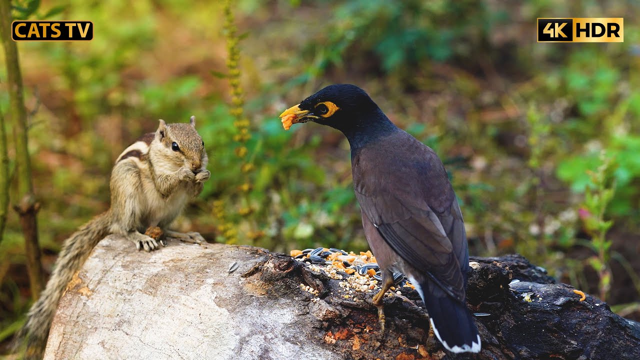 Playful Chirping Birds and Adorable Chipmunks at The Nature Window 😽 TV ...