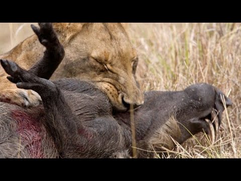 Male Lions Dig A Warthog Out Of His Den And Kill It - YouTube