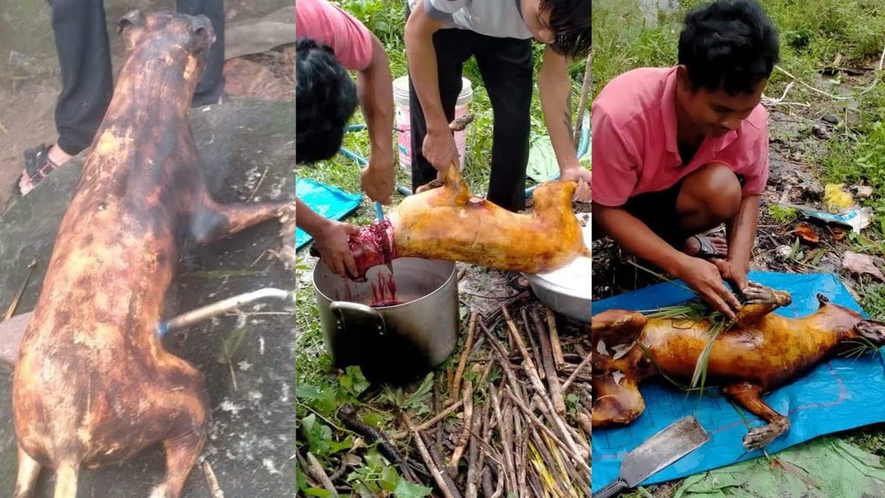 Fire And Gas: The Ultimate Guide To Cooking Delicious Dog Meat - YouTube