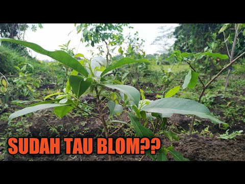 Ciri ciri pohon BUNUT/Pohon BULU (ficus Glauca) - YouTube