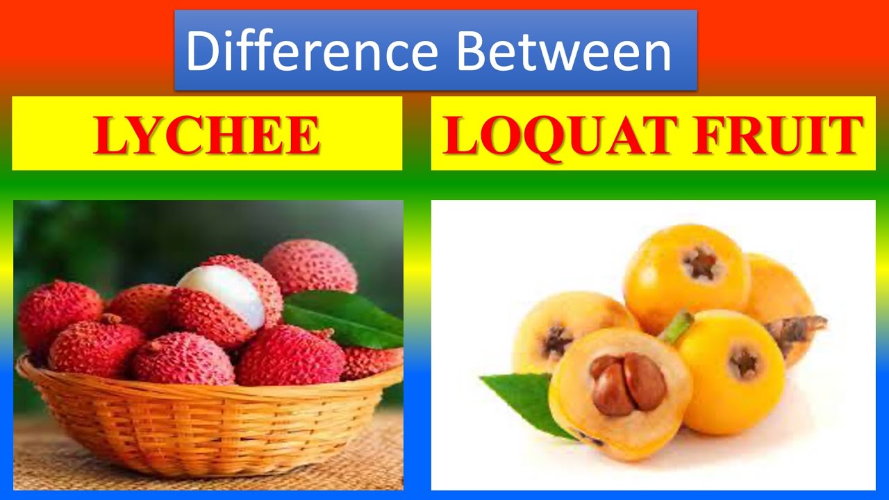 Differences Between Medical And Health Benefits Of Lychee And Loquat ...