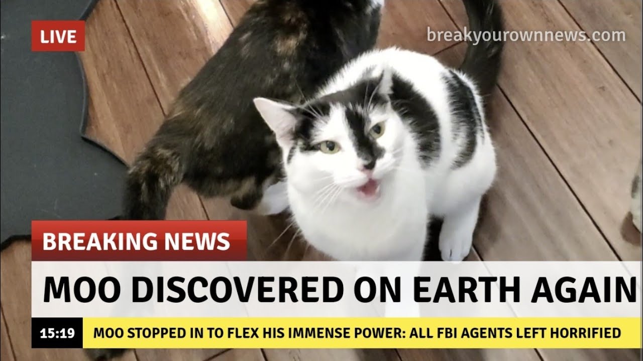 Moo Spotting On Earth Shocks Nation: Vacmoo Riots Start Again - YouTube