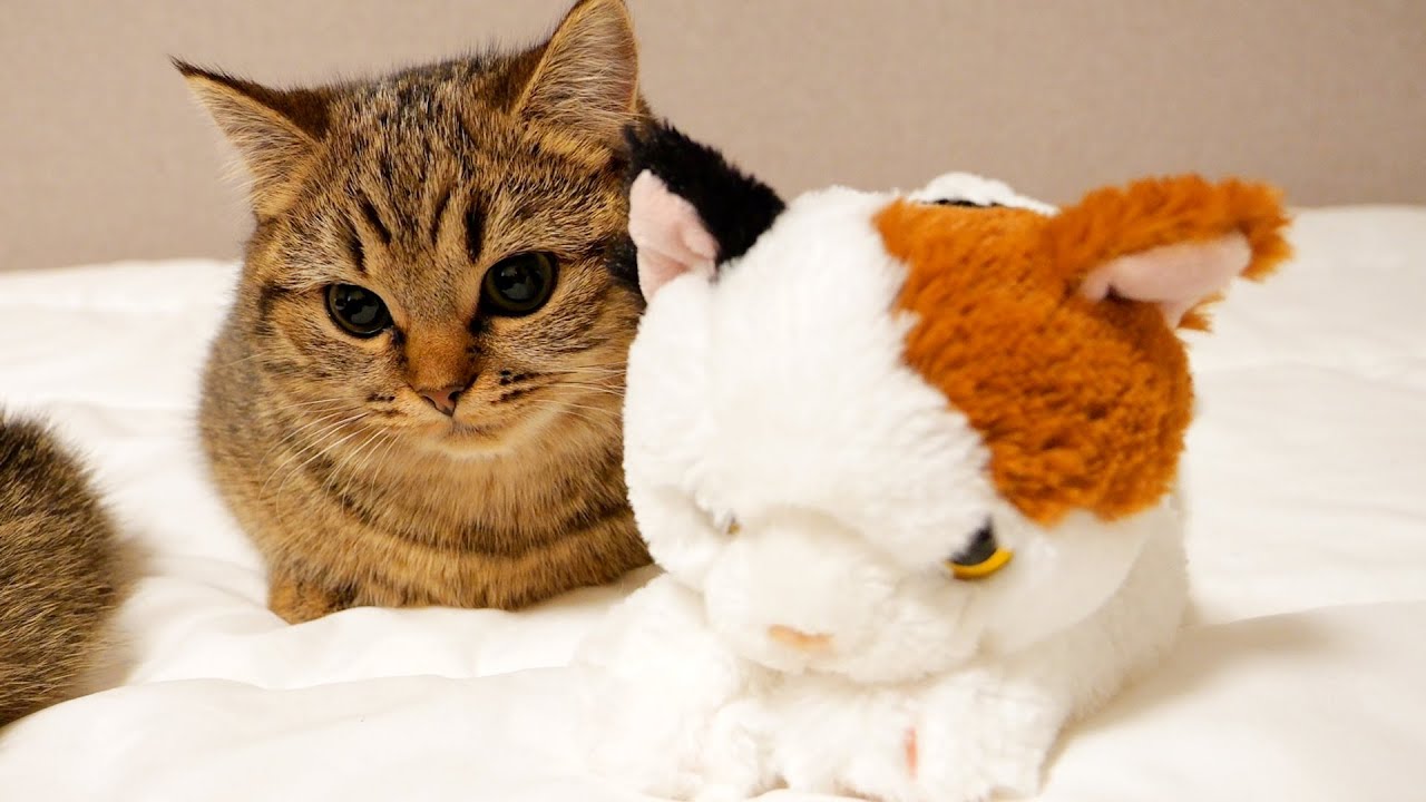 Cute reaction of cats when they see a kitten they don't know sleeping ...