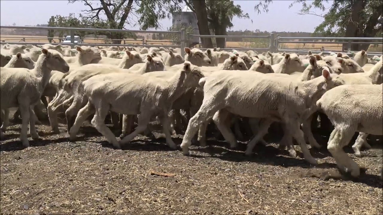 310 2nd Cross Lambs - YouTube