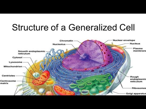 Structure of generalized cell || Zeerak's Biology - YouTube