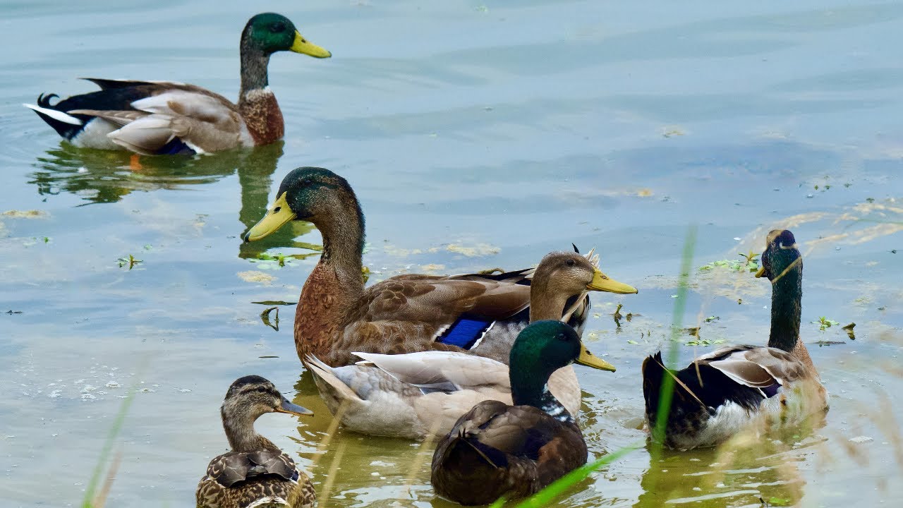 Mallard - Physical Characteristics - Habitat - Diet - Behavior - 101 ...