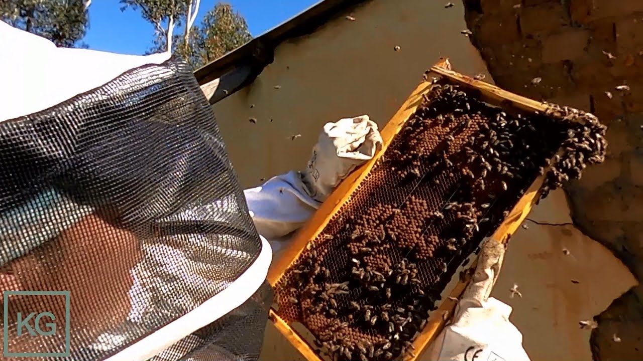 African Killer Bees with Elphia On Her Beautiful Farm in Africa - YouTube
