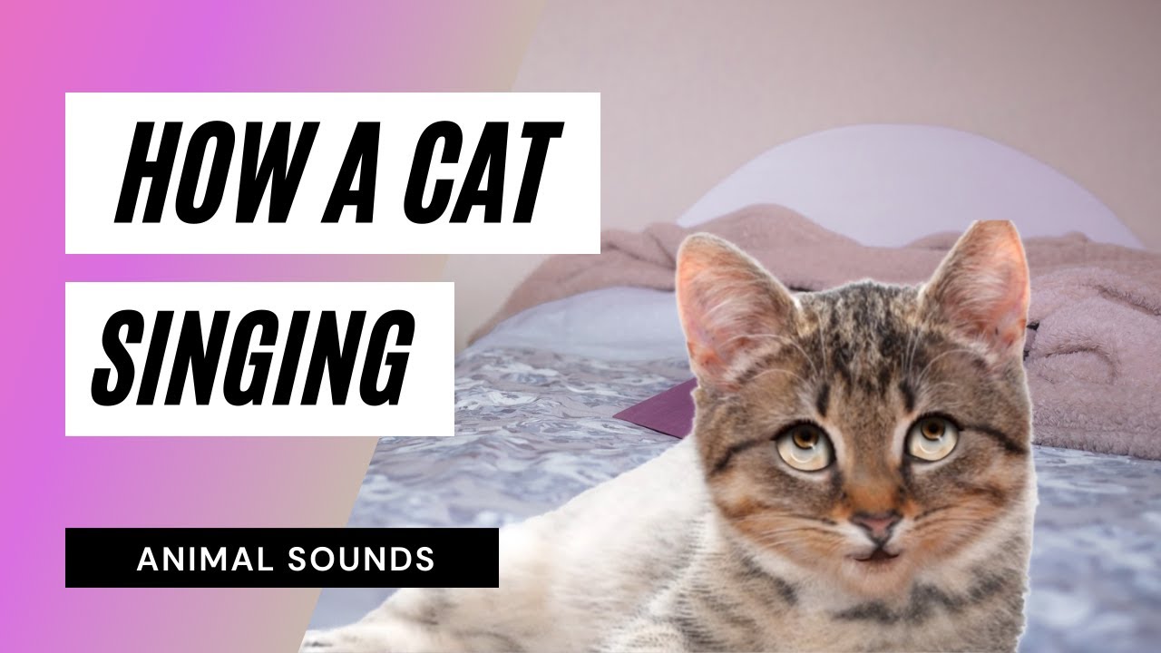 Cat's Singing - cats sing roar by katy perry | cats singing song - YouTube