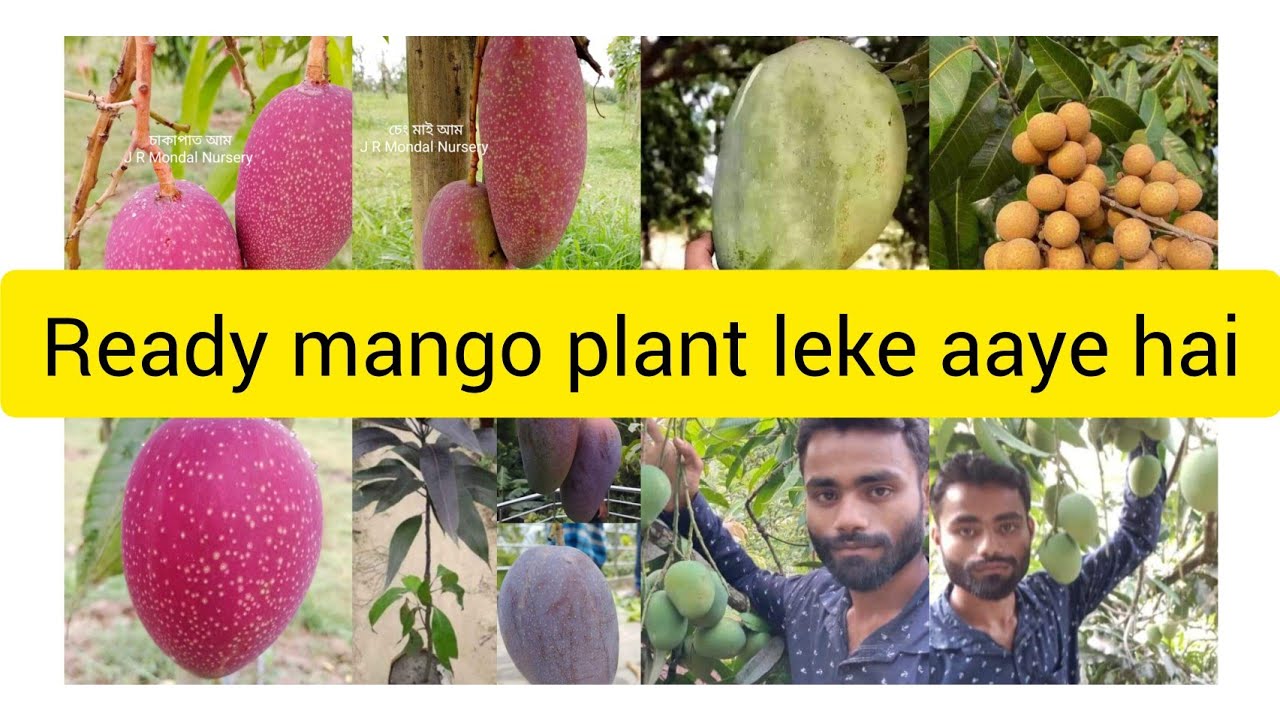 Thai neu plant leke aiyehe redi plant J R Mondal Nursery all fruit ...