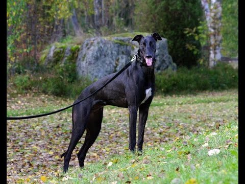 আসল সরাইল হাউন্ড কুকুর .......... Real Sarail Hound Dog - YouTube