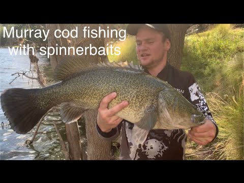 Murray cod fishing with spinnerbaits - YouTube