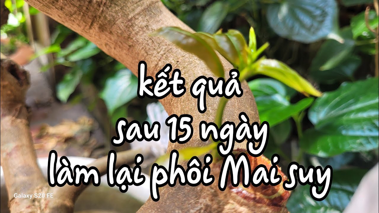 Kết quả sau 15 ngày làm lại phôi suy yếu - YouTube
