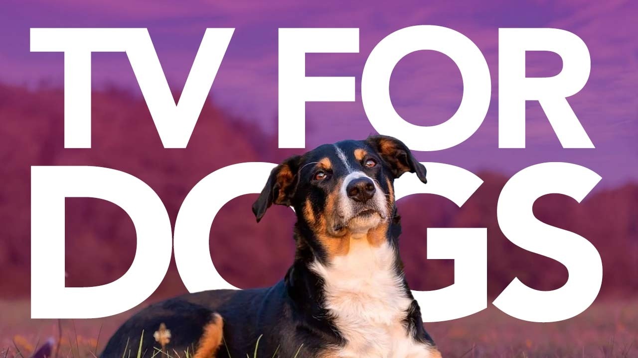 DOG TV - 20 Hour Video for Dogs to Watch - Help with Dog Anxiety and ...