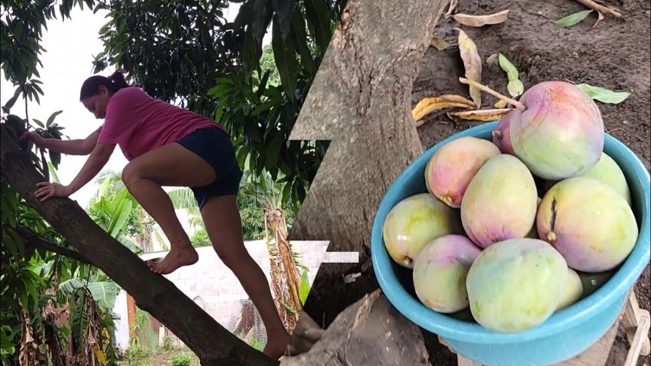 Fuimos A Cortar Mangos Gigantes! - YouTube
