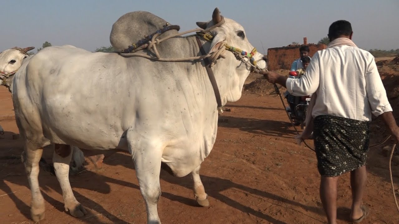 Powerful stone pulling huge bulls from Krishnapuram, Ongole bulls - YouTube