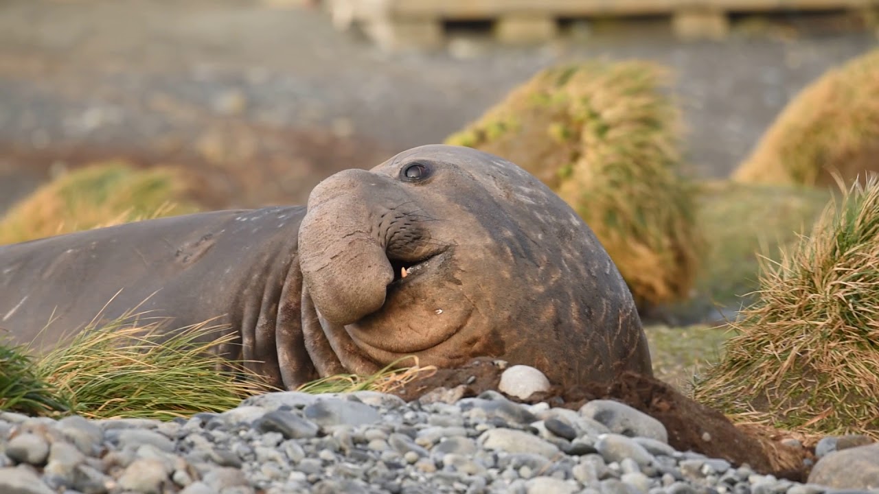 Macquarie Island bull elephant seal bellowing. - YouTube
