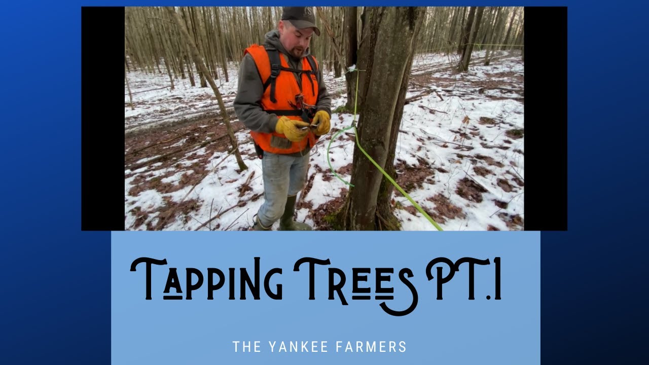 Tapping Maple Trees: Part 1 - YouTube
