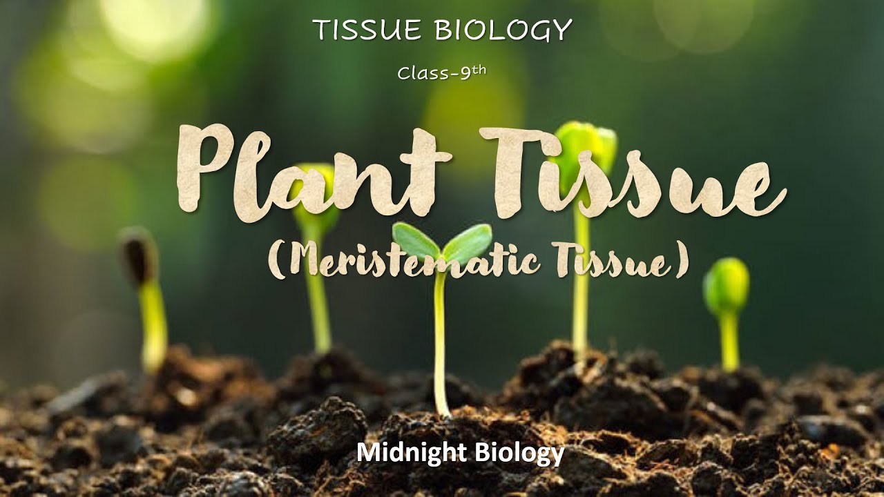 Plant tissue || Meristematic Tissue || Class-9th Biology - YouTube