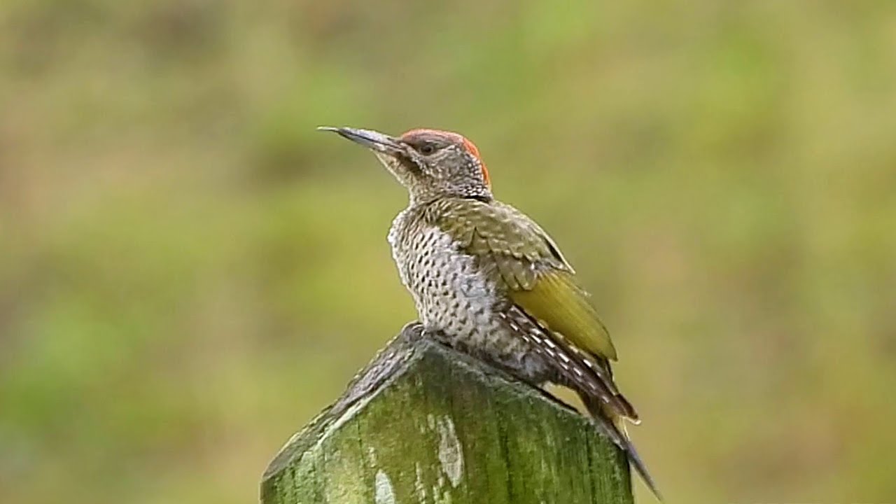 Pito ibérico hembra joven acicalándose. Vuelta Ostrera. - YouTube